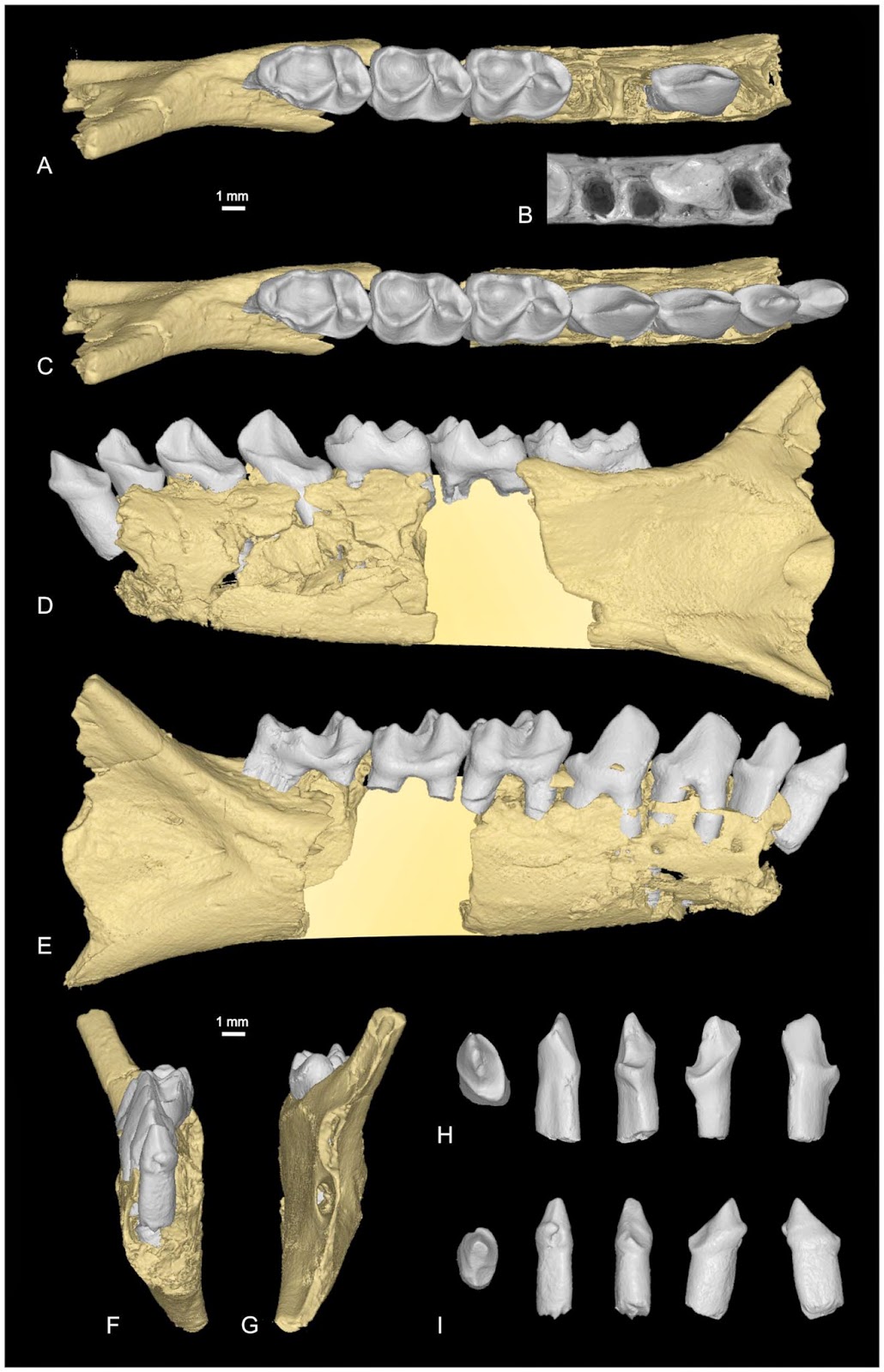 Sciency Thoughts: A Pre-Tooth-Combed Primate from the Early Eocene of ...