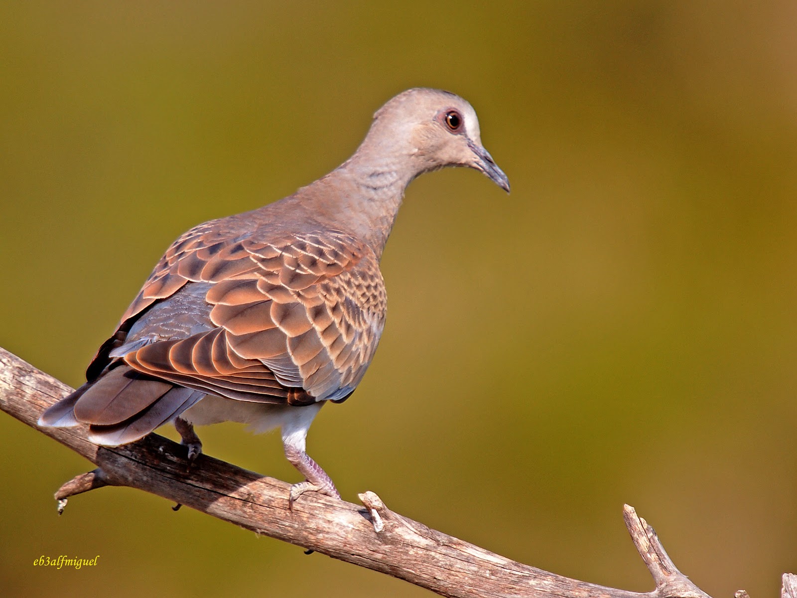 MIS AMIGAS LAS AVES: Tórtola europea (Streptopelia turtur)