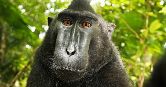 Tosh Story: Fame is a primal instinct