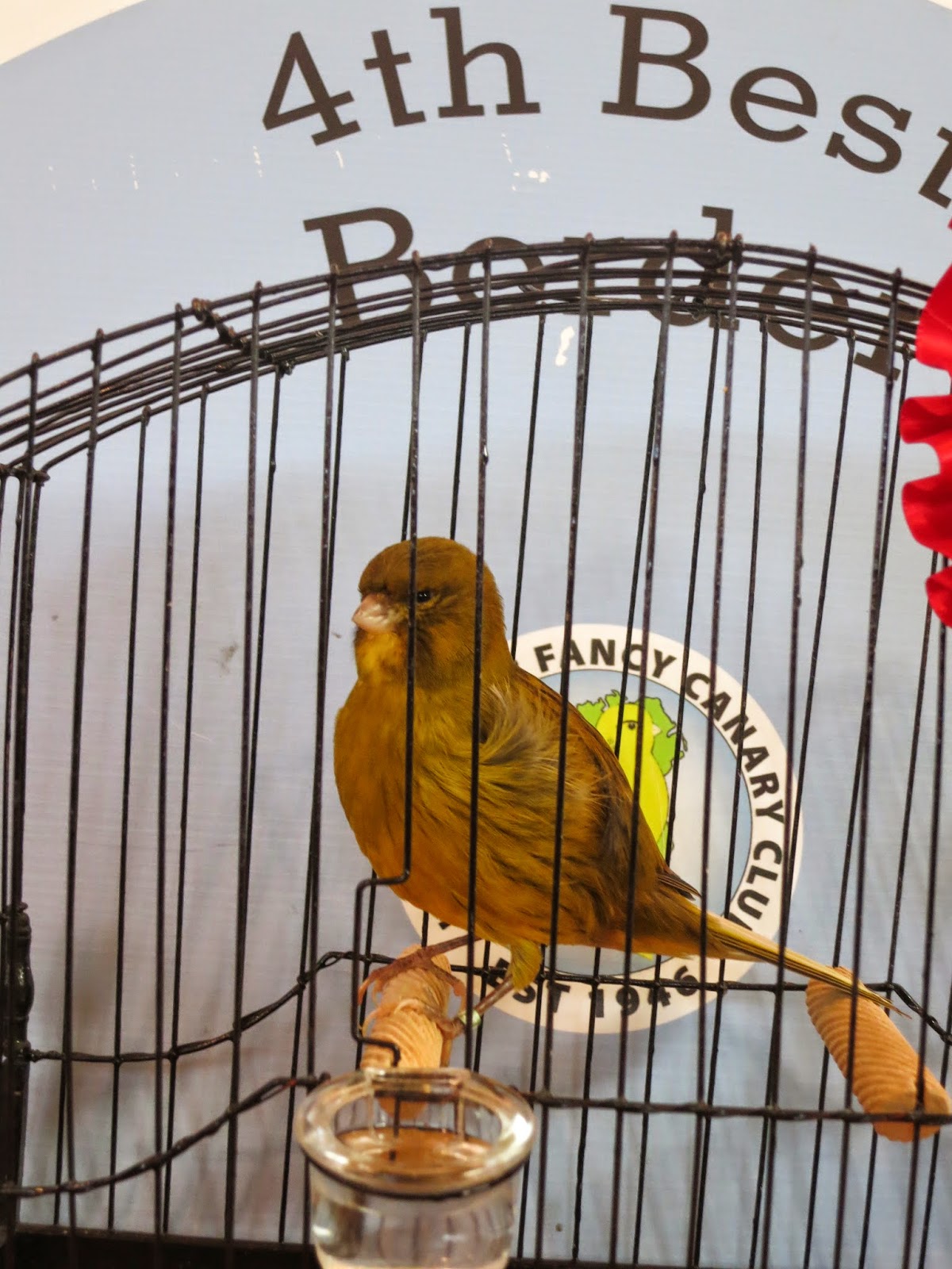 Canary Tales: Top Winners All Ireland All Border Show Part 3 More ...