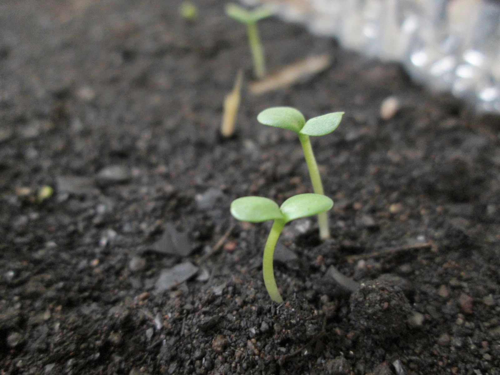 Merawat Bunga Zinnia atau Bunga Kertas - Ragam Tanaman