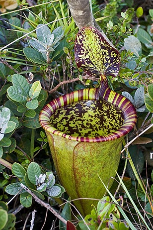 Real Monstrosities: Pitcher Plant