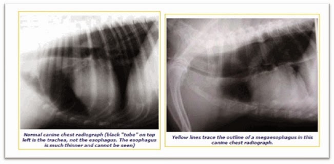 Gambaran radiografi normal esofagus danmegaesophagus