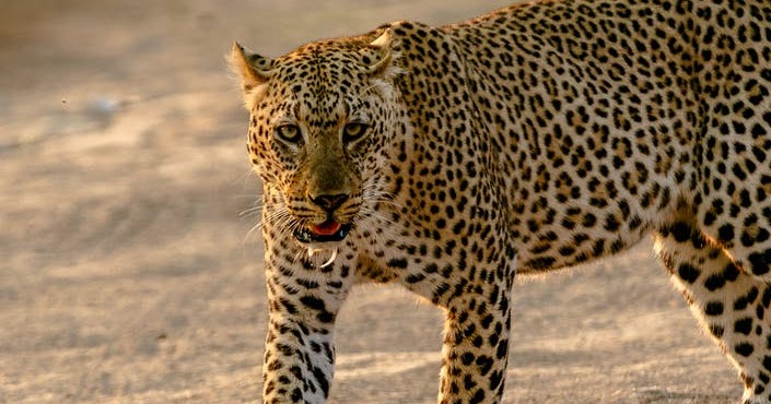 Difference: Cheetah Vs Deer