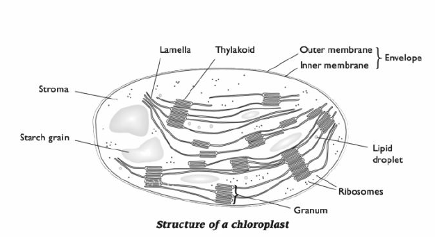 #100 Chloroplasts | Biology Notes for A level