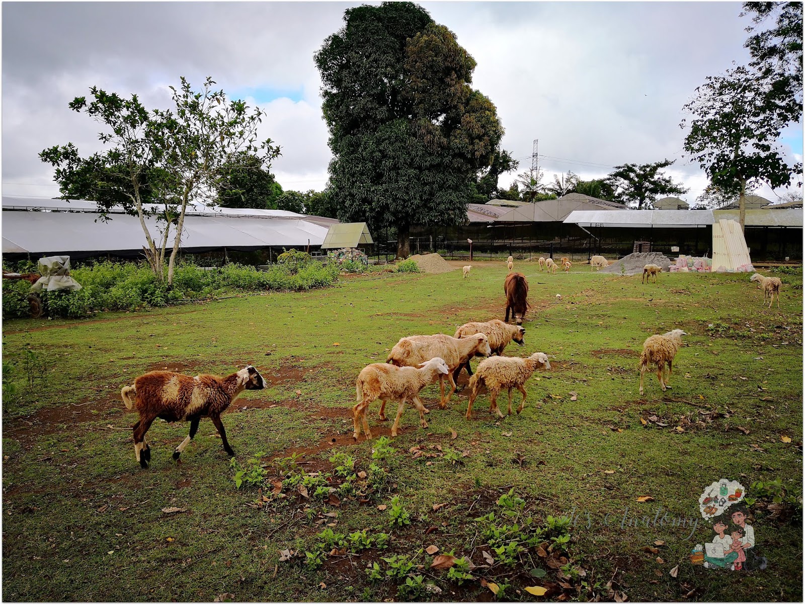 Yoki's Farm (Mendez, Cavite) - jE's AnAtOmY