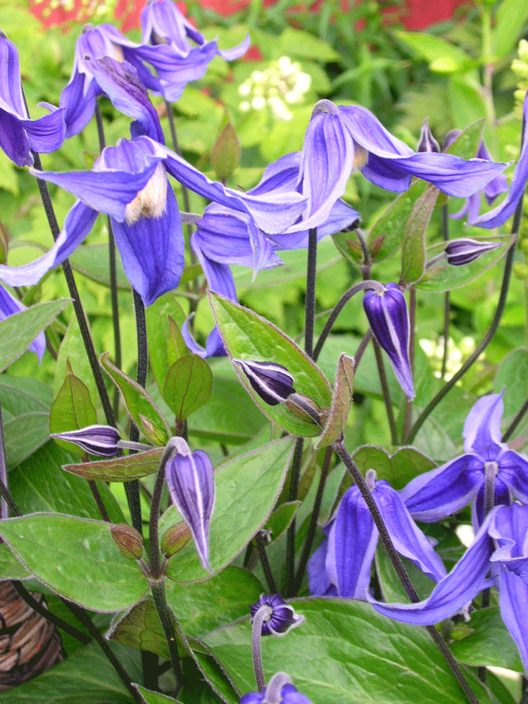 My rented garden: Just nu….