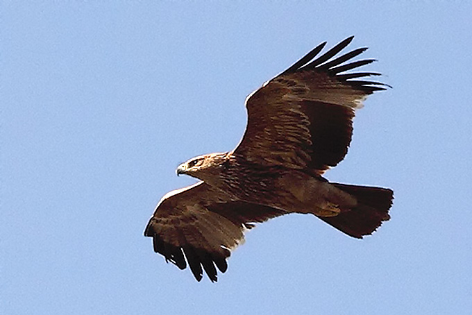 Spreebird wildlife: EAGLES OF PAKISTAN