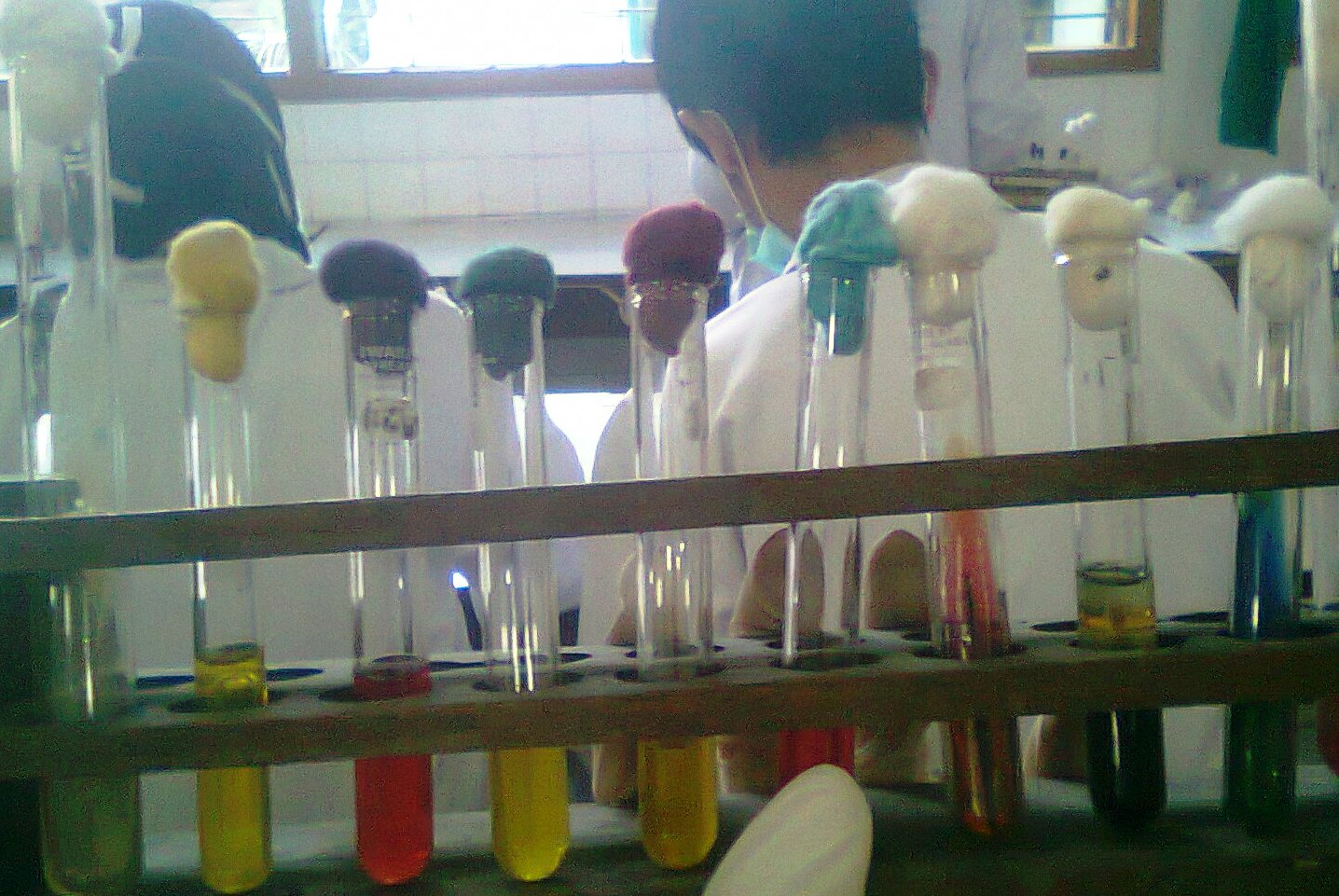 Kultur dan Hasil Uji Biokimia Bakteri Gram Negatif ~ Analis Kesehatan ...