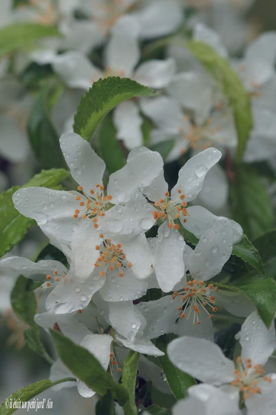 IL ETAIT UN PETIT JARD'AIN ...: FOCUS PRUNUS MALUS TRESORUS ...