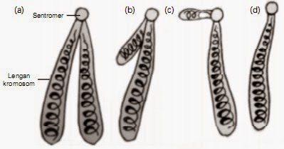 Pengertian Kromosom Struktur Jumlah dan Tipe | Artikel Pengertian Makalah