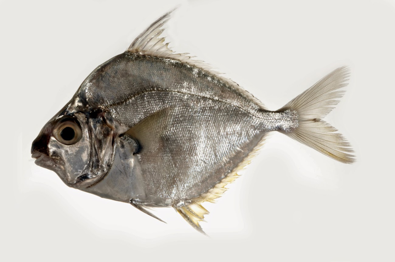 மீனு மீனேய்...!: காரப்பொடி (Ponyfish)