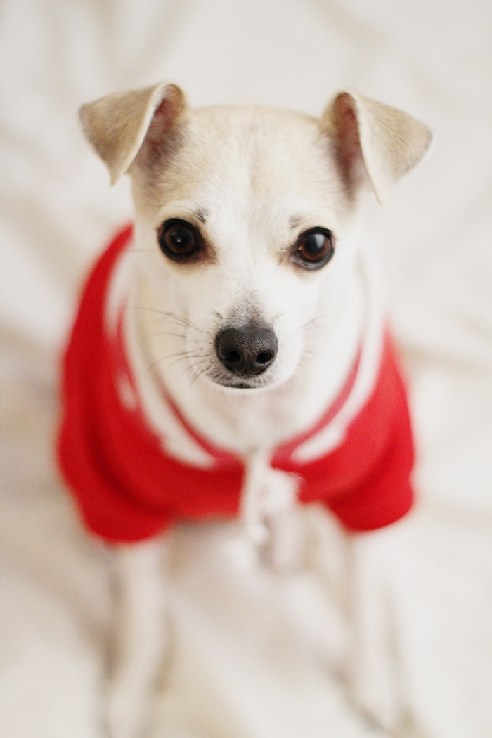 HAPPYHAZEL: How to Take Great Dog Photos! - 10 Secrets from a Dog Mommy