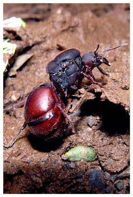 SAKO: BACHACO/ SAKO: ¿POR QUE?