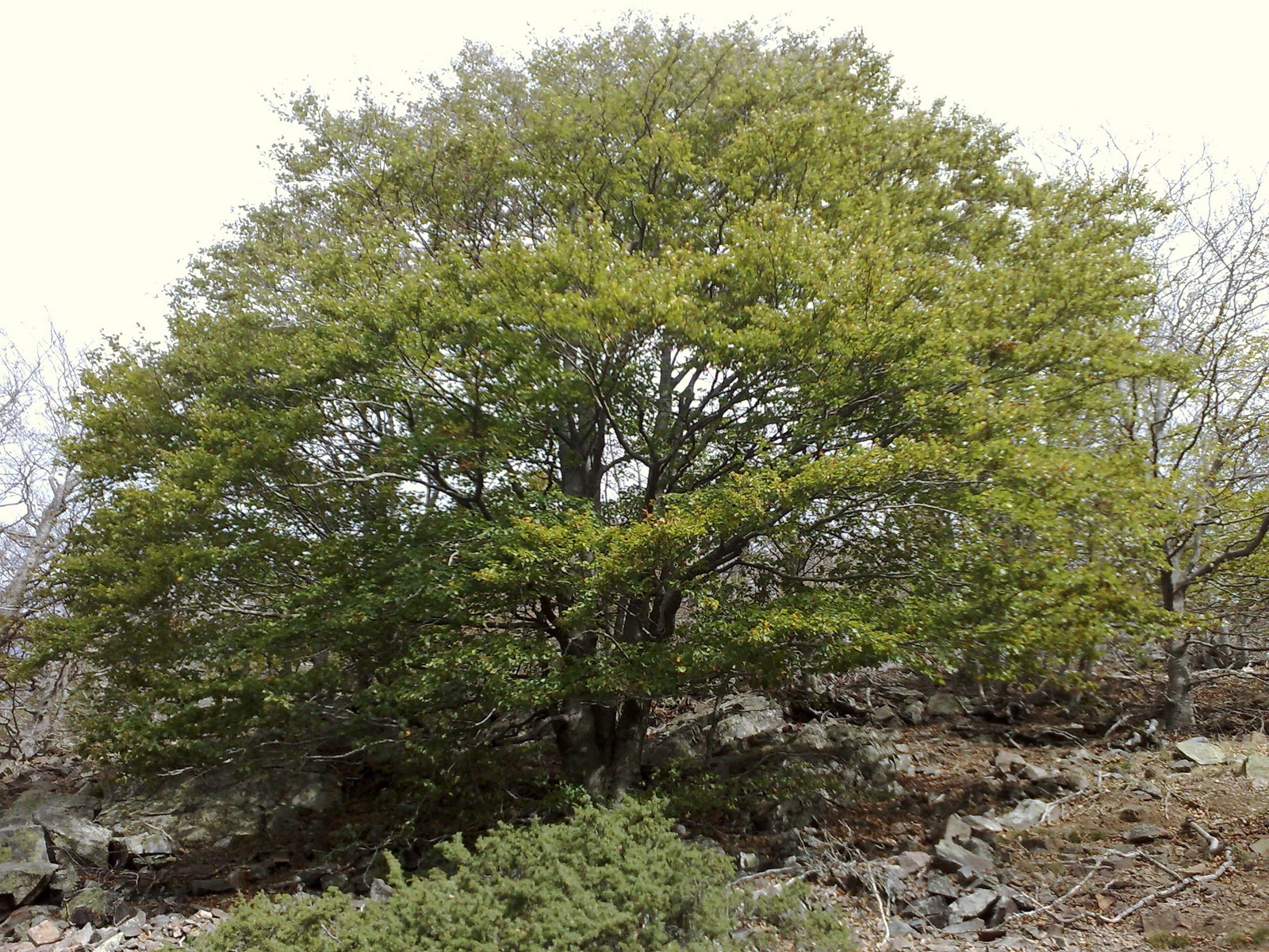 Árboles con alma: Haya. Faig. (Fagus sylvatica)