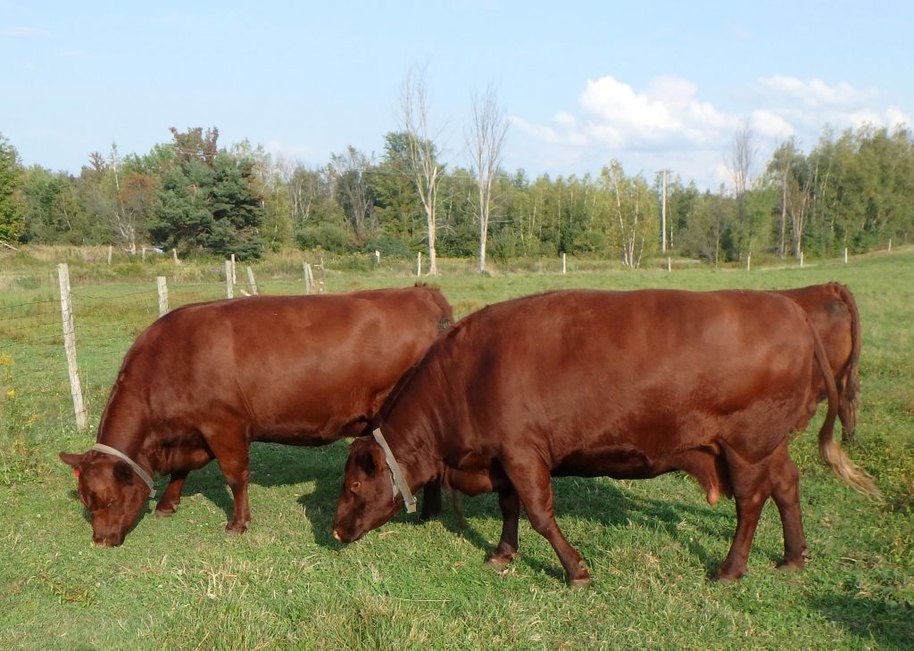 Windswept Adventure: Red Cows, Living The Good Life