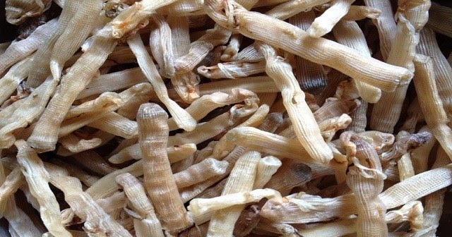 Dried sea worm