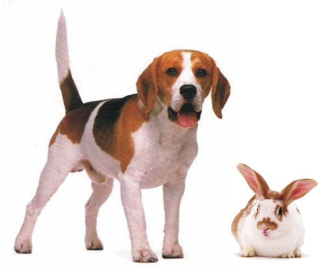 MATEMATICAS APLICACIONES: Problema del Perro y el Conejo