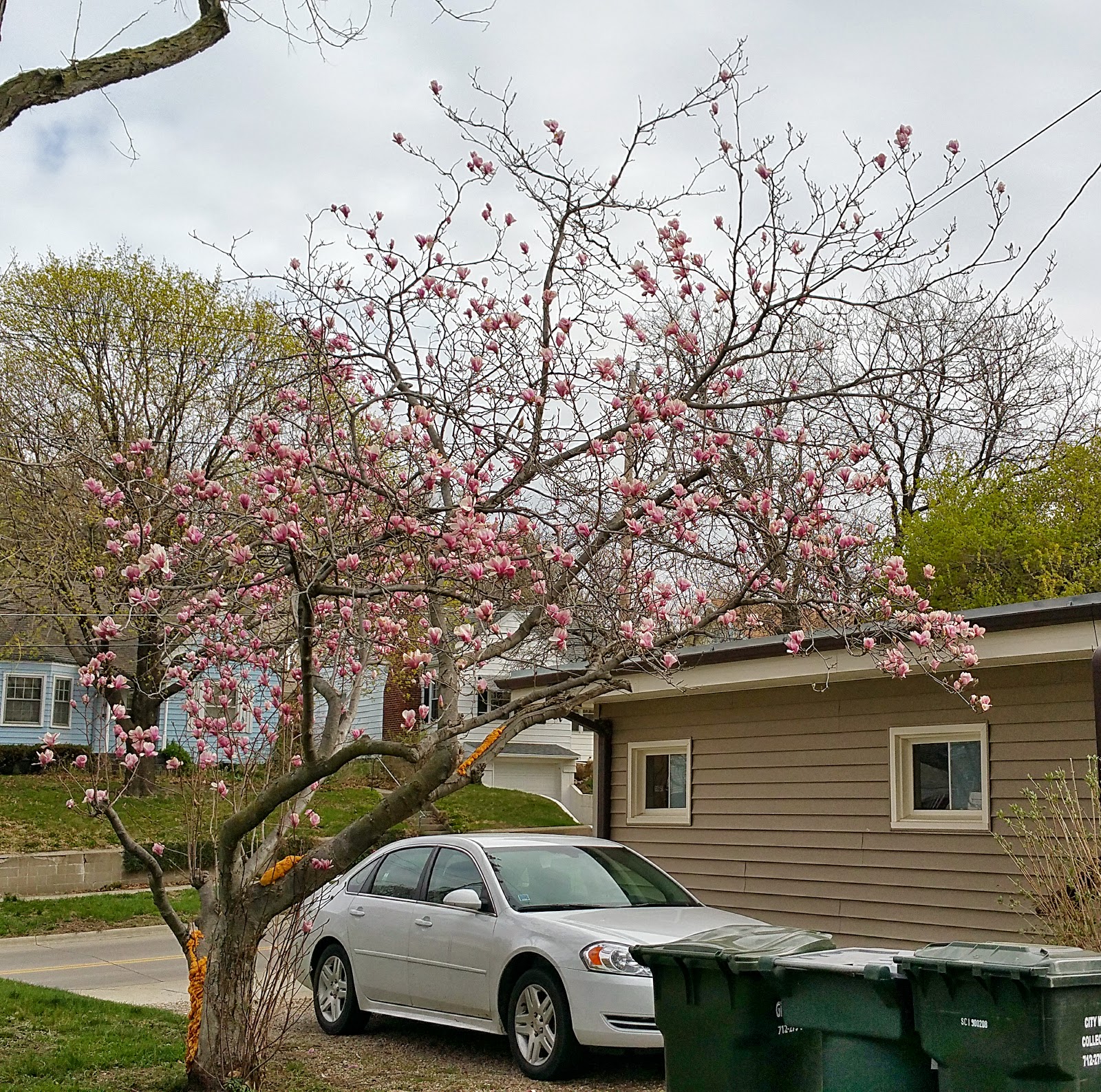 History and Culture by Bicycle: Magnolia Trees of Iowa: 36th Street in ...