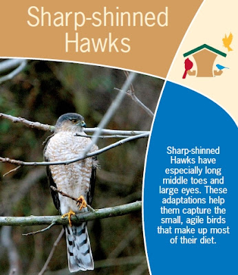 What is the smallest hawk in North America?