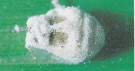 Patogen pada Tanaman Padi