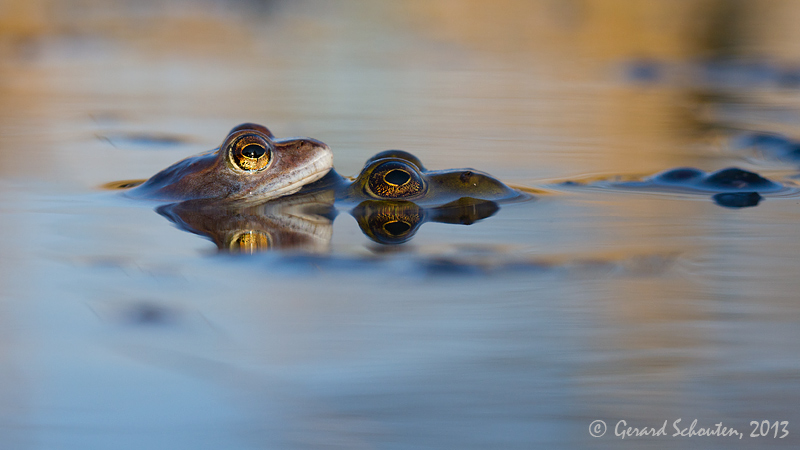 Gerard Schouten Nature Photography: Frog perspective