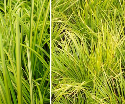 ACORUS ~ magnificent green