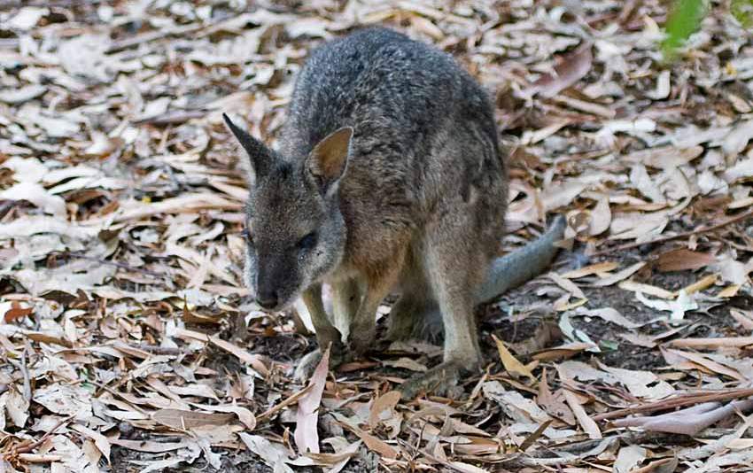 Dama Wallaby