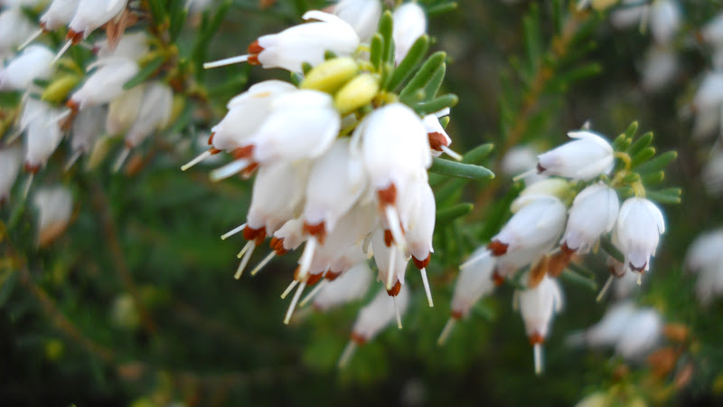 HORTA À PORTA: ERICA (URZE, TORGA, QUEIROGA)