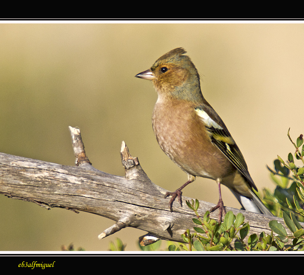 Miguel fotografia: Pinzón Vulgar (Fringilla coelebs)