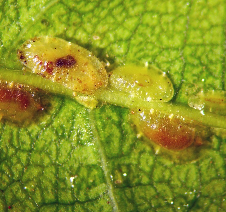 Species New to Science: [Entomology • 2018] Review of the Family ...