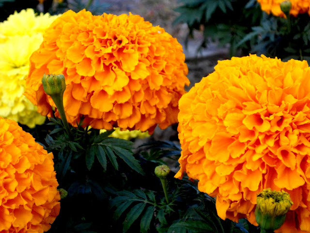 Home| Thingujam's Portal