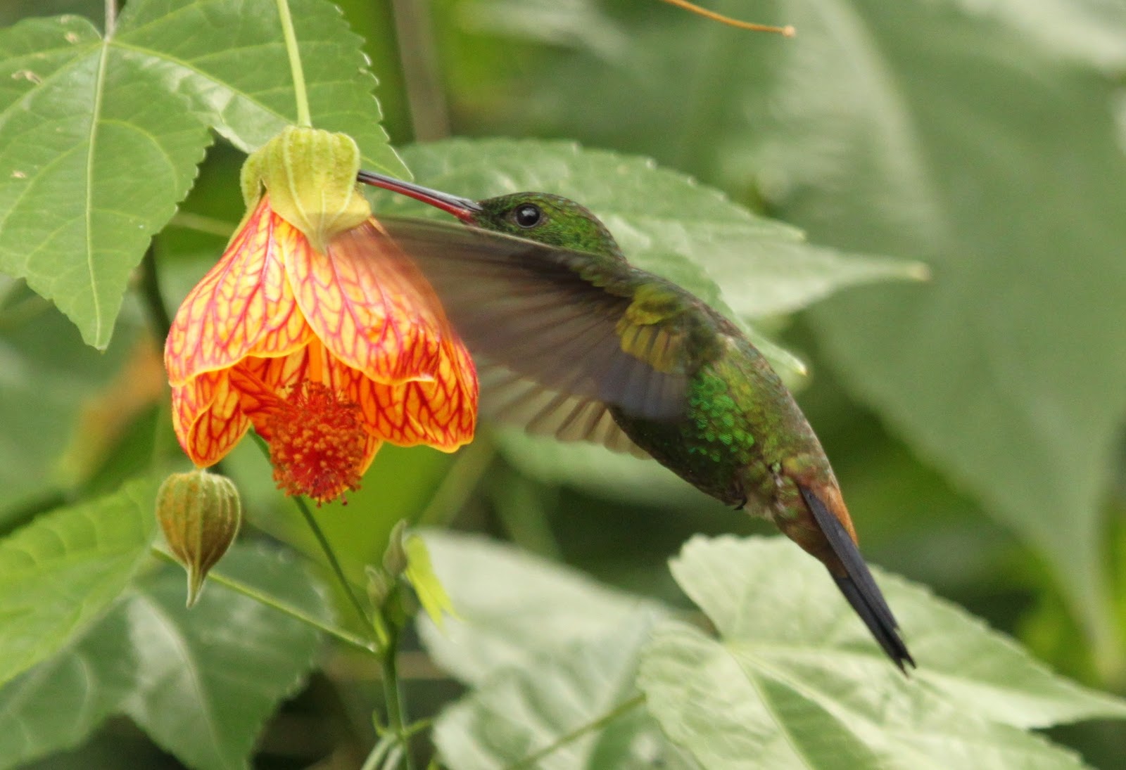 Nuestro bello mundo...: Las mil y un formas de un mismo colibri