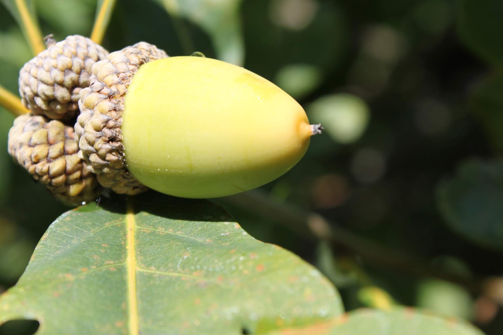 Centenary College Arboretum: Tree of the Week: White Oak (Quercus alba)