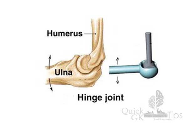 The four types of Joints ~ Quick GK Tips