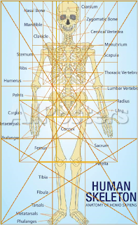 Golden Spirit: Human skeleton with the Golden Ratio