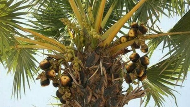 Tuak dan Legen, Mіnumаn Khas Kota Tuban yang Lеgеndаrіѕ