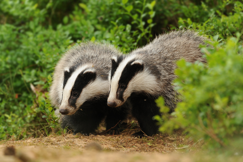 naturfoto-mross: Dachs