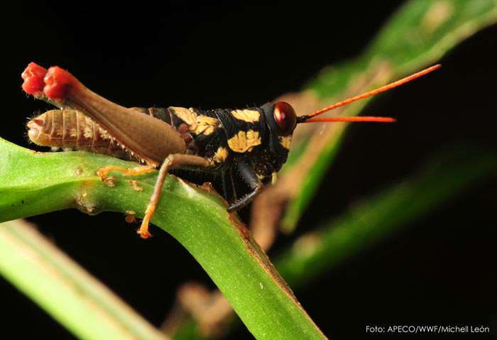 Turismo y Cultura Amazónica: Nuevo plan maestro Parque Nacional Alto Purus