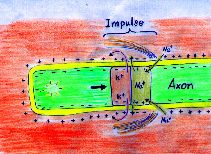 NASCENTIRAPSOLOGY: January 2013