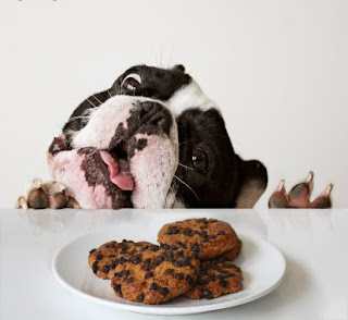 Dog Talk 101: Holiday Baking for Doggies