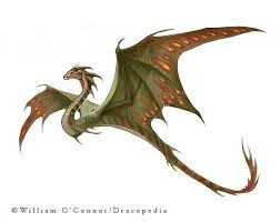 Dragón Amphitere ~ Dragón Ancestral