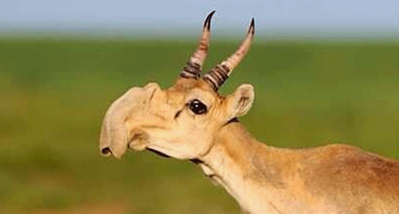 Bear in a Hat: A blog from Stetson's Program in Russian, East European ...