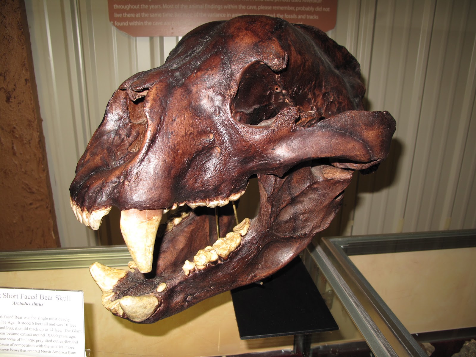 Branson Staycation: Missouri Institute of Natural Science