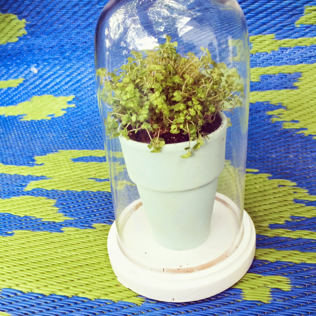 NOT AS DOMESTIC AS YOU THINK: MY LITTLE TROPICAL
