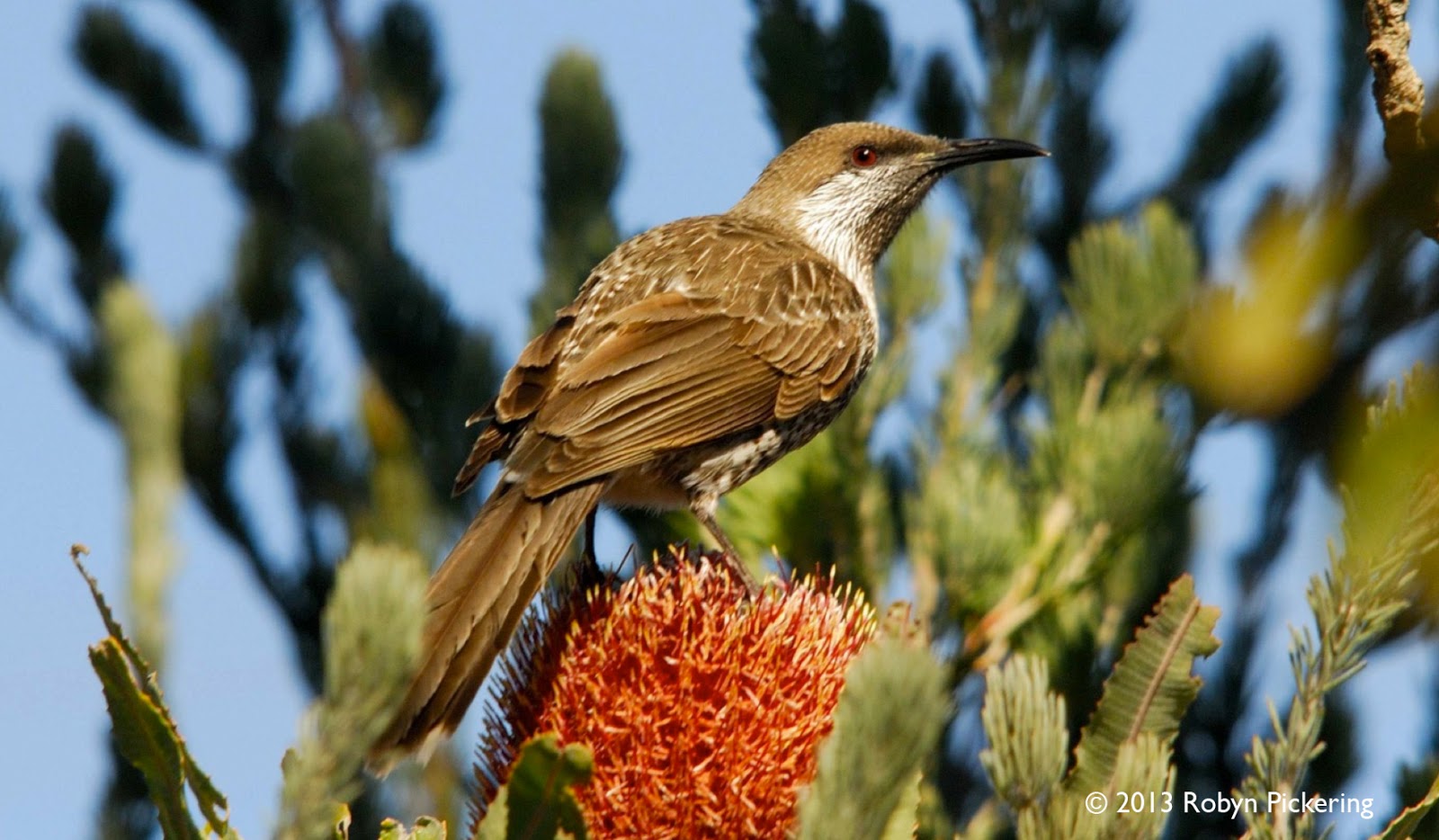 Leeuwin Current Birding: South-west Endemics Part 3: Western Wattlebird