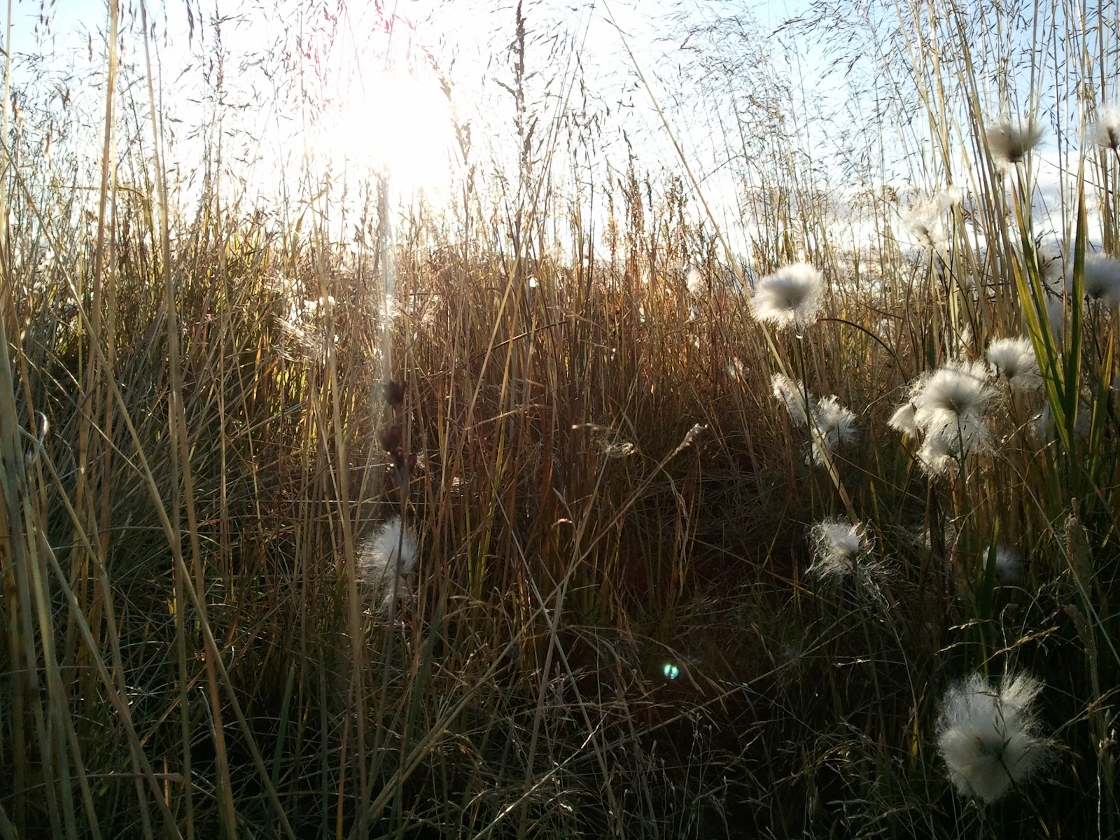 Jana's Journey to Alakanuk: Chevak, AK