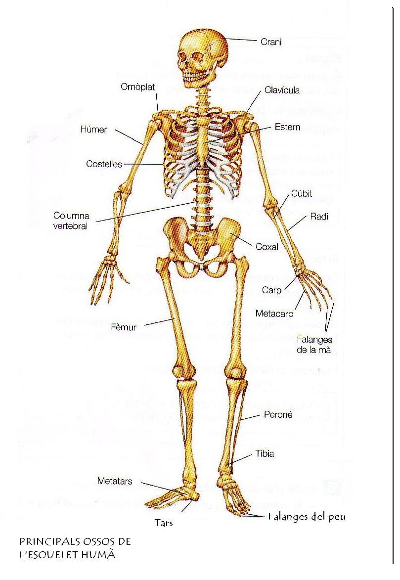 Blog d'Educació Física - Orba: L'APARELL LOCOMOTOR: OSSOS I MÚSCULS.