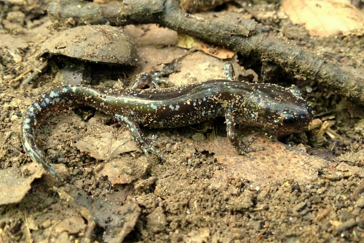 Woods Walks and Wildlife: October 2014