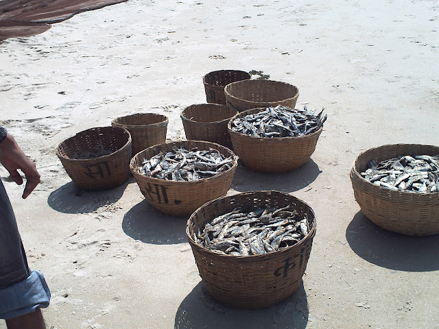 Konkan : God lives here...: DEVBAG BEACH...... 'DEVBAG SANGAM'.....